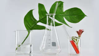 Natural vs Organic: What's the Difference? - Calyxta